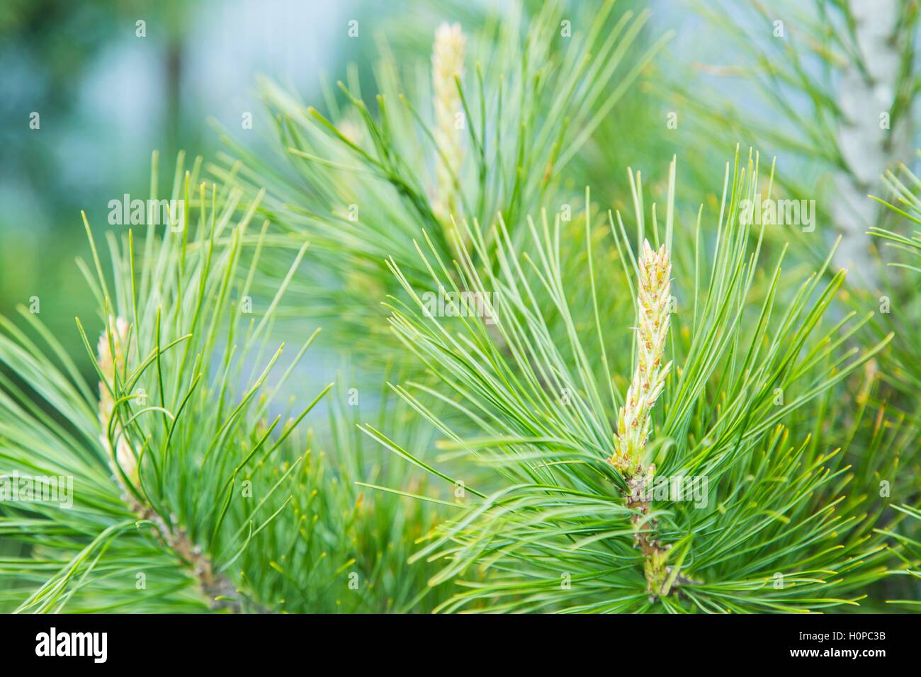 Young sprouts of pine tree Stock Photo - Alamy