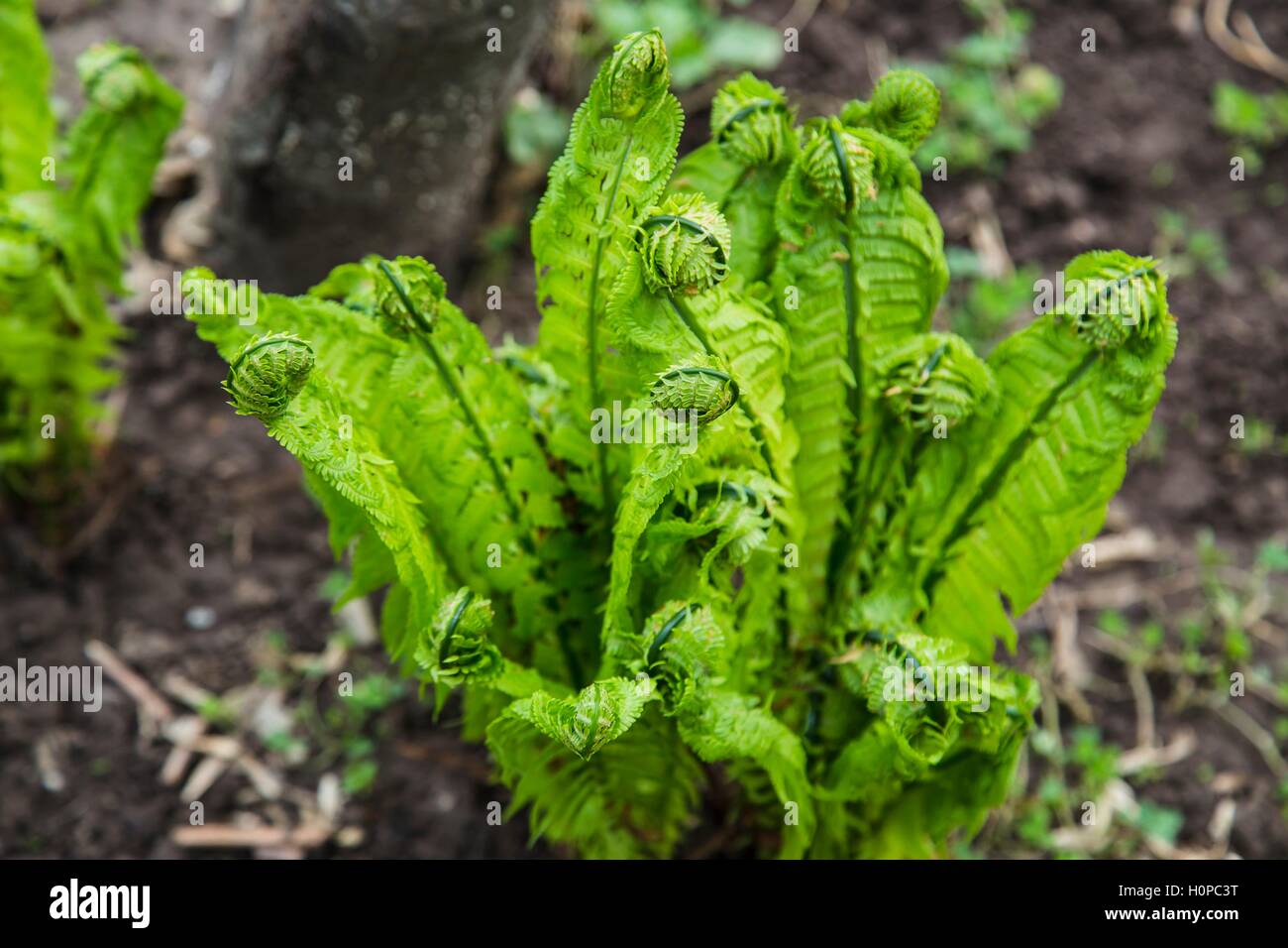 Fresh spiral sprouts of fern Stock Photo - Alamy