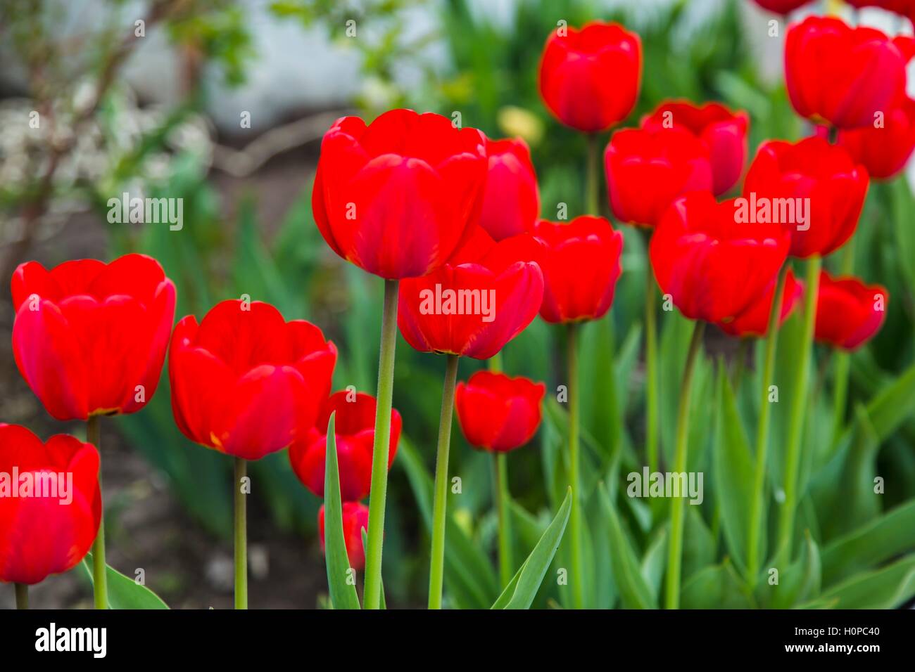 Group of red tulips in the park Stock Photo - Alamy
