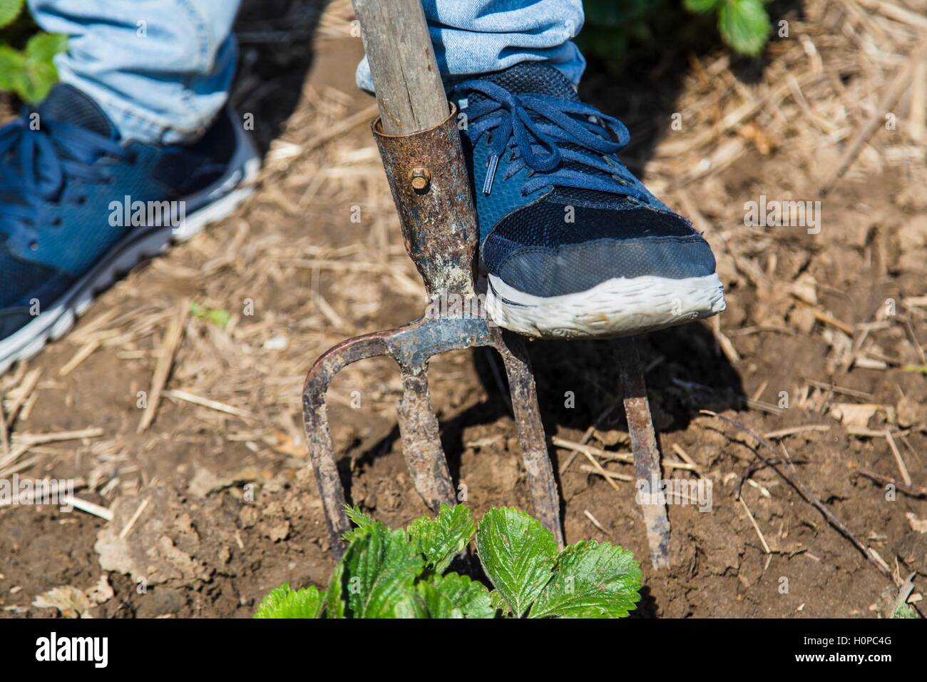 Digging spring soil with pitchfork Stock Photo - Alamy