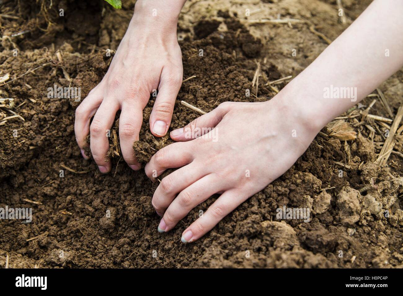 Woman hands digging ground Stock Photo - Alamy