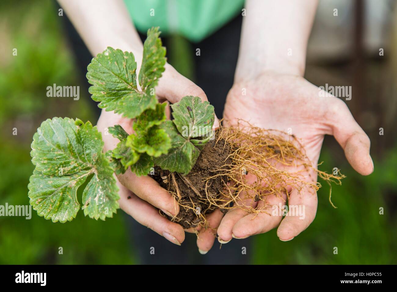 Strawberry plant roots hi-res stock photography and images - Alamy