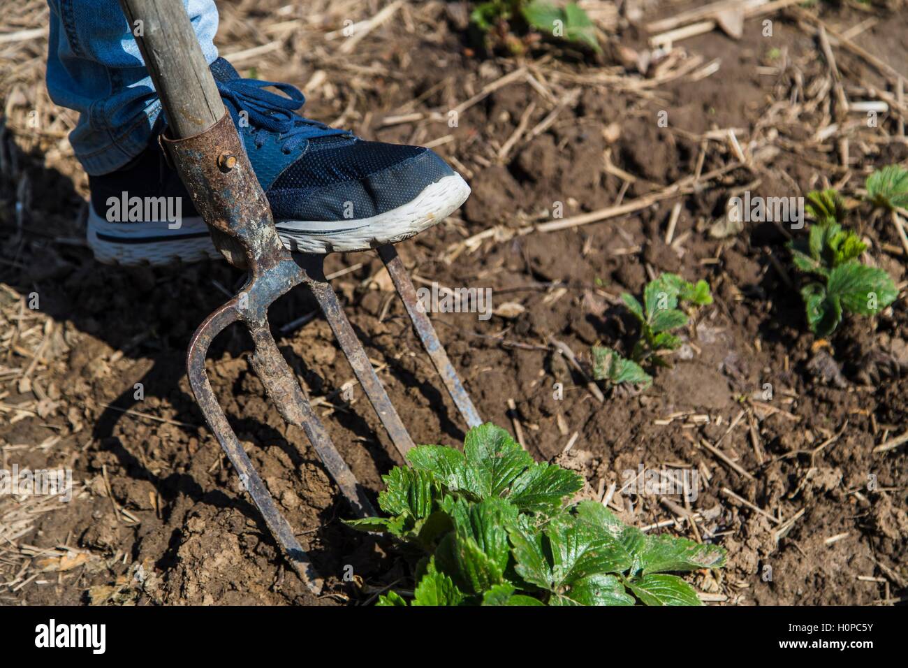 Digging spring soil with pitchfork Stock Photo - Alamy