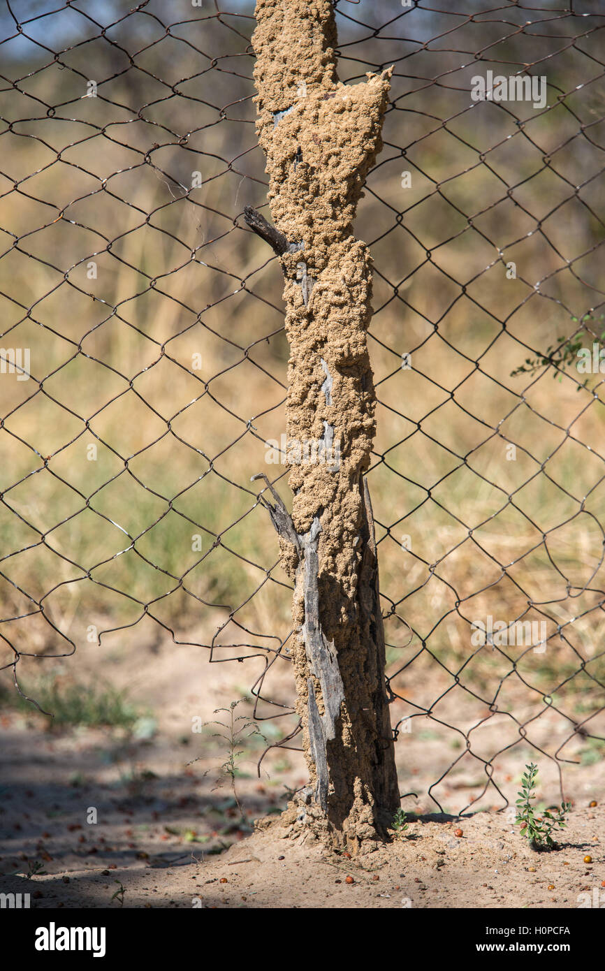 Termite tunnels hi-res stock photography and images - Alamy
