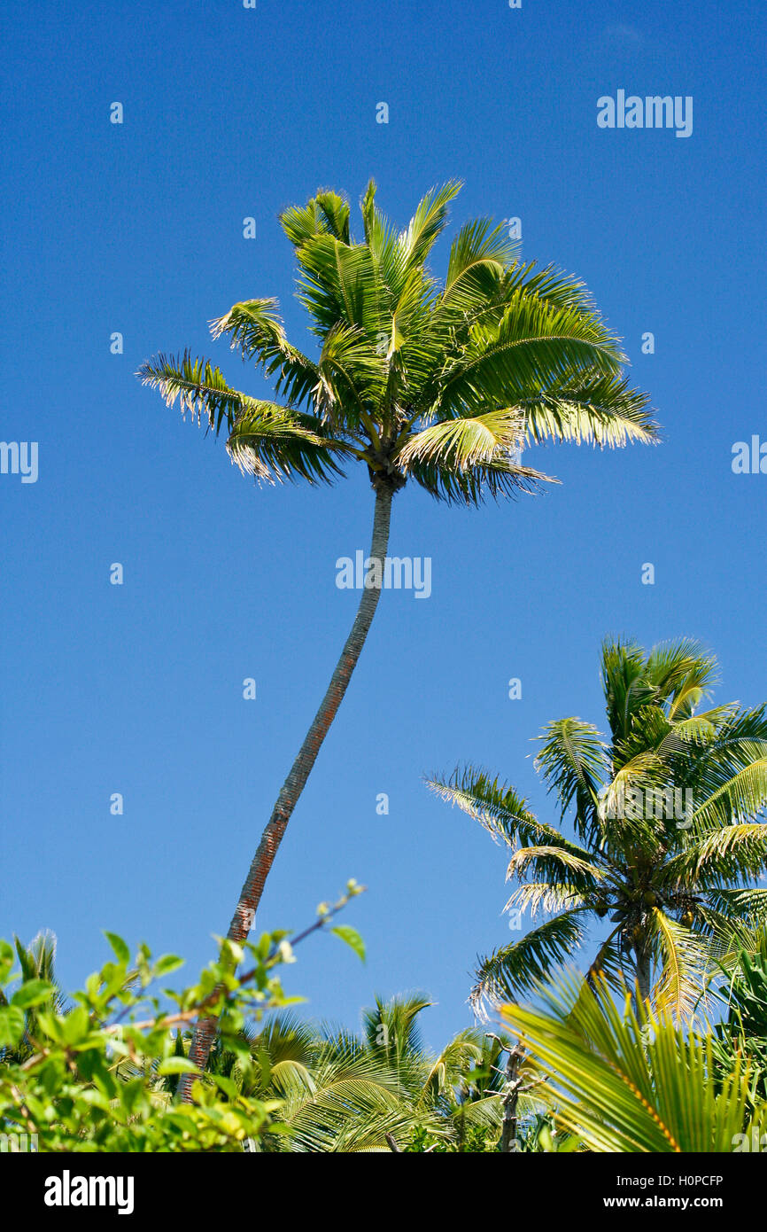 Foa island. Haapai islands, Tonga. Polynesia Stock Photo - Alamy