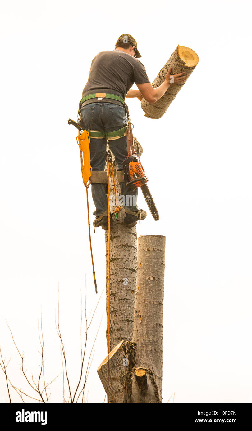 Tree trimmer hi-res stock photography and images - Alamy