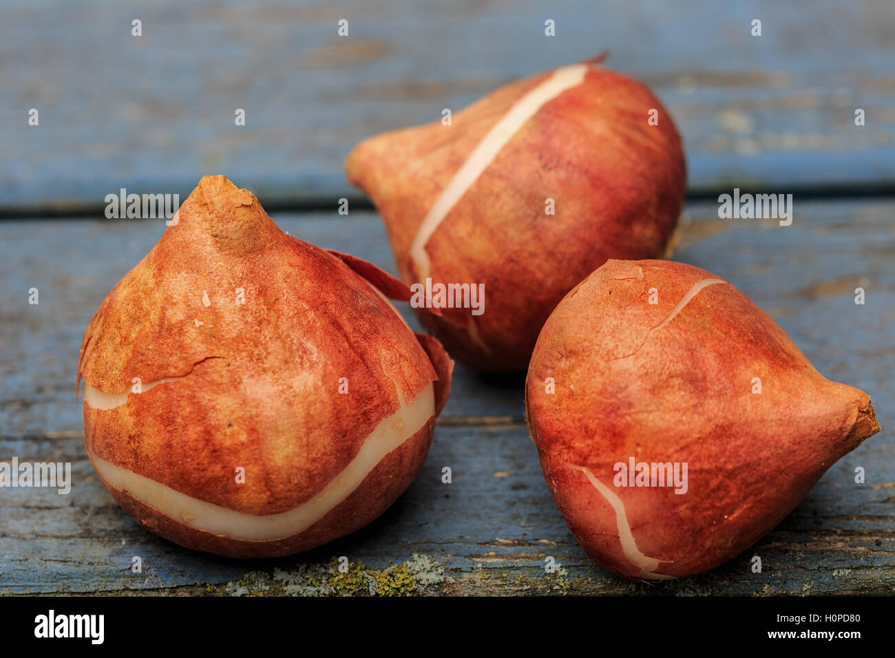 Tulip bulb hi-res stock photography and images - Alamy