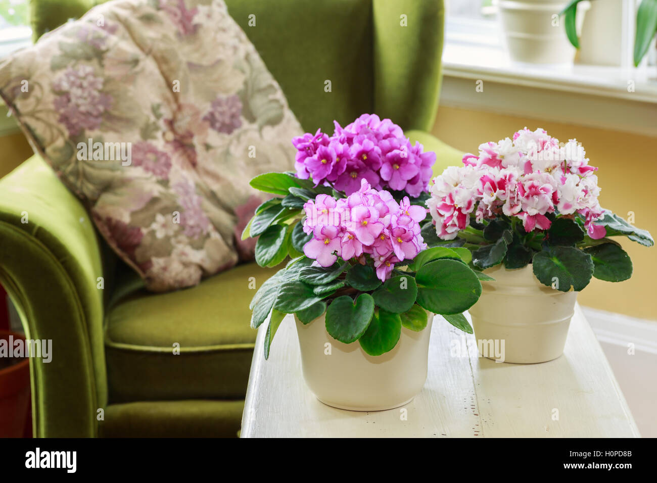 African violet flower hi-res stock photography and images - Alamy