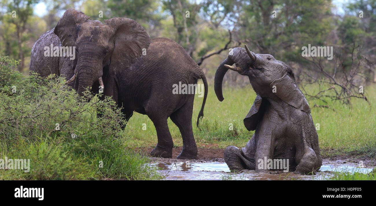 Elephants having a bath at a waterhole in The Kruger National Park ...