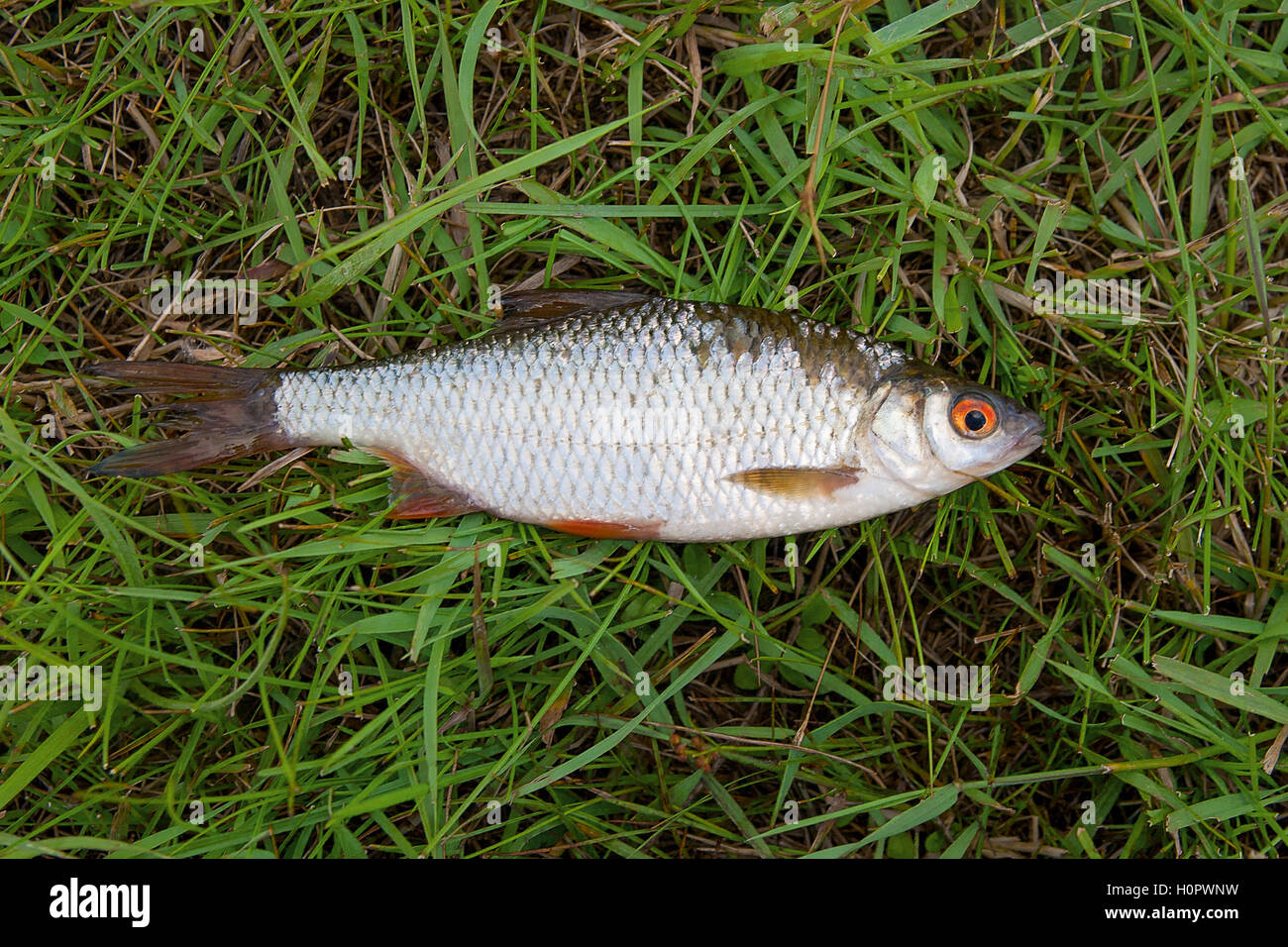 Freshwater fish just taken from the water. One roach fish on green ...
