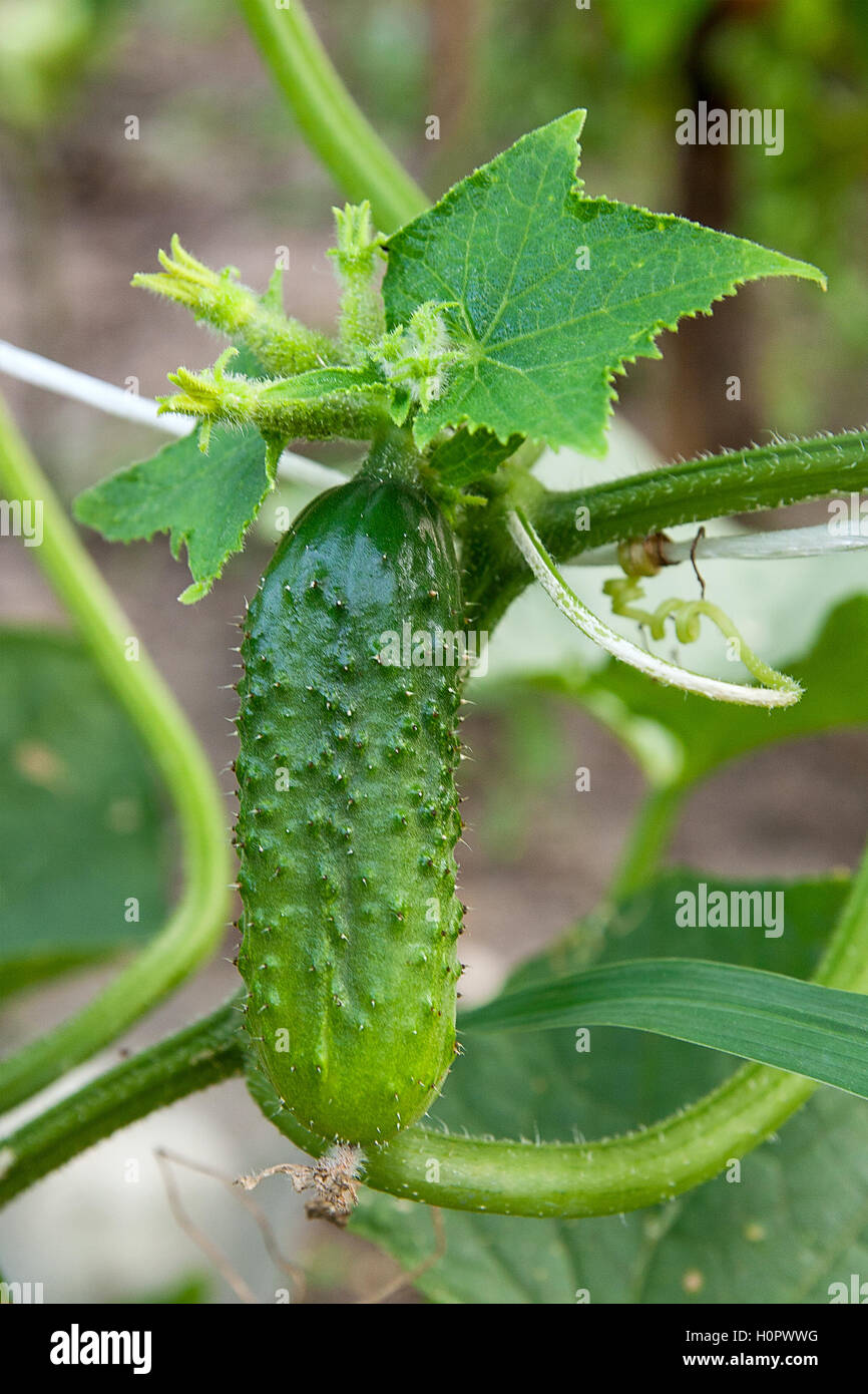 A cucumber in a bush outdoors. How to grow a cucumber plant in a garden ...