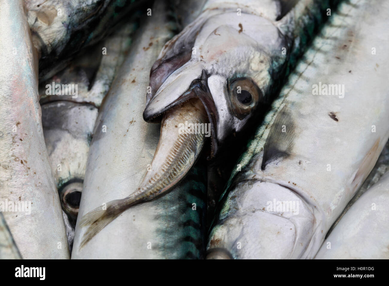 Fresh fish at the port of Cambrils, Tarragona, Catalonia, Spain Stock ...