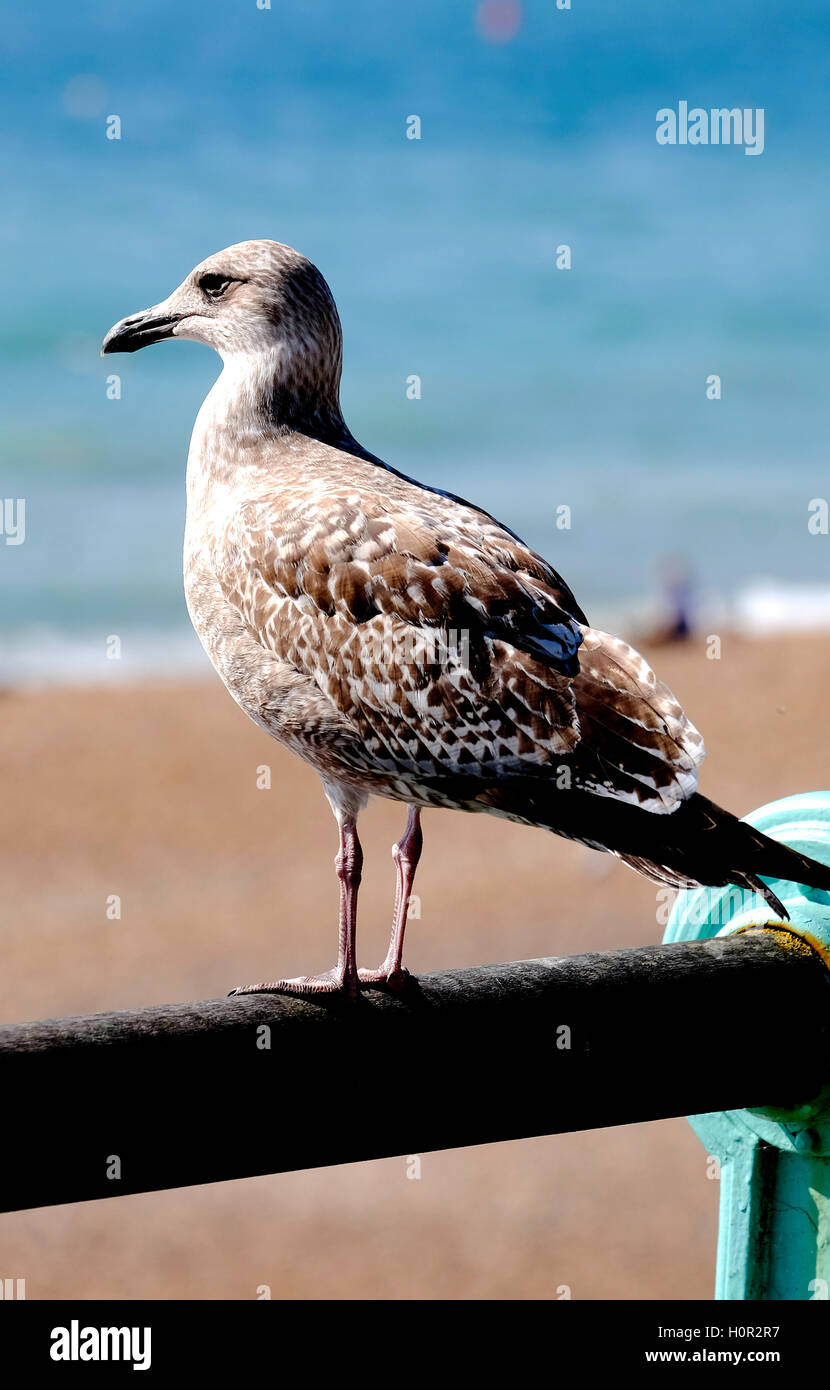 Seagull standing on a beach hi-res stock photography and images - Alamy