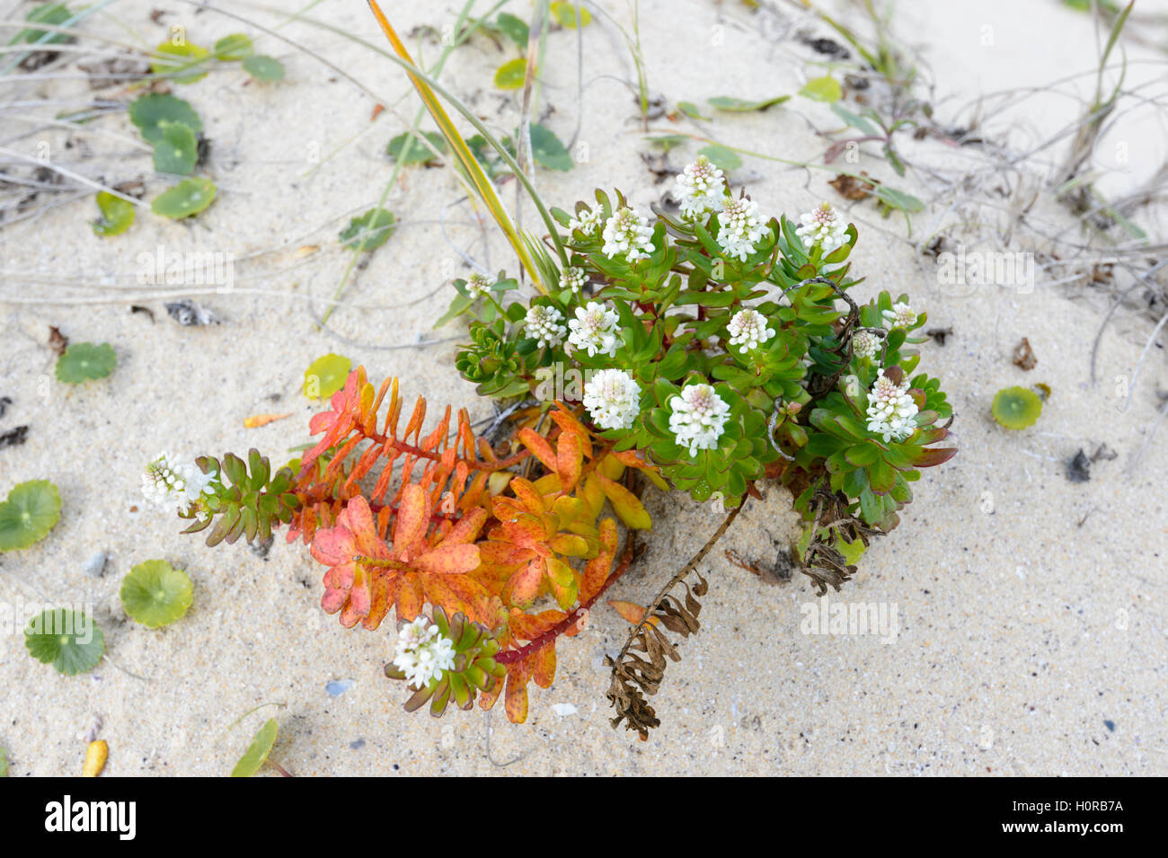 Wildflowers (Stackhousia sp.) growing on the beach, New South Wales ...