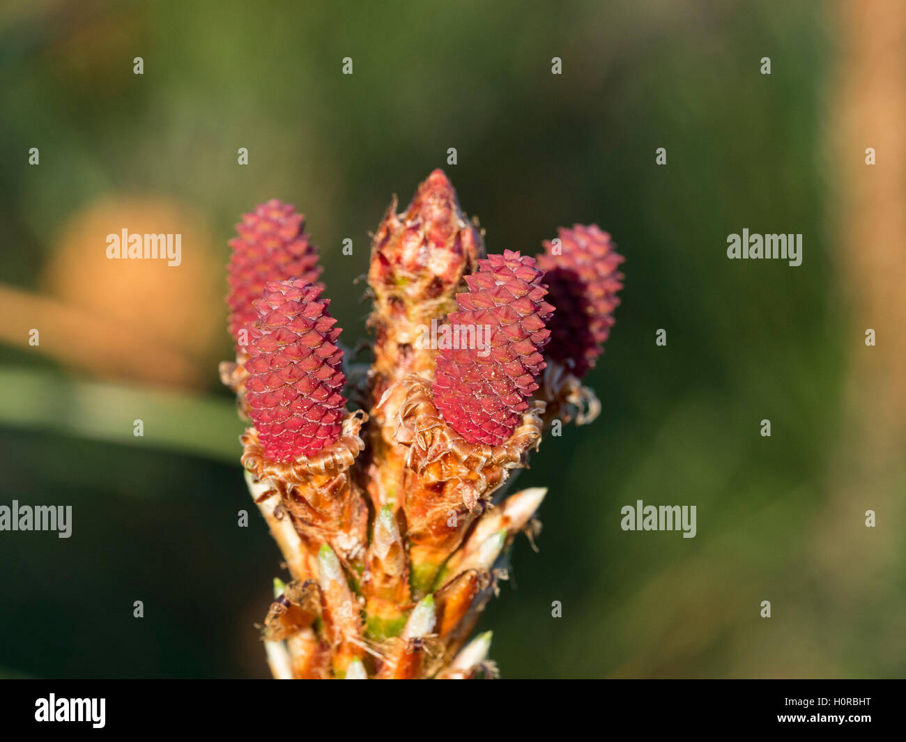 Cones females of maritime pine in spring Stock Photo - Alamy