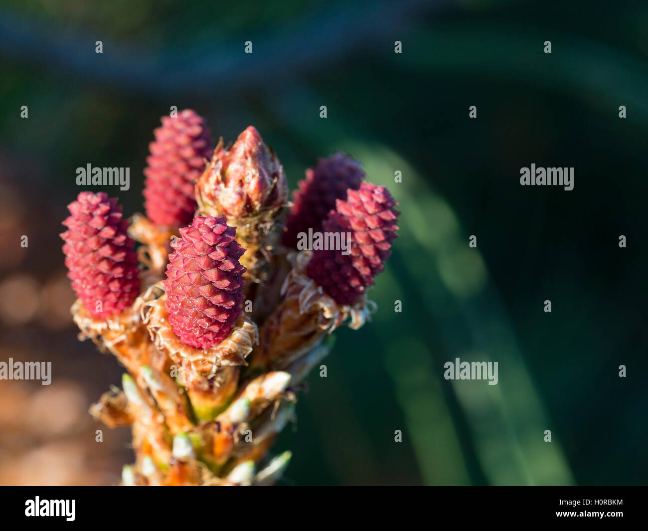 Cones females of maritime pine in spring Stock Photo - Alamy