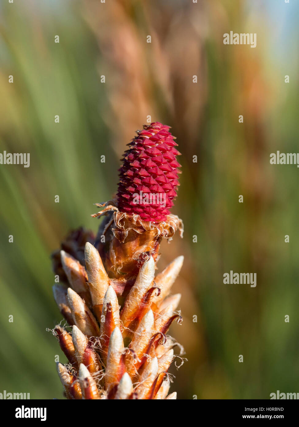 Female pine cone hi-res stock photography and images - Alamy