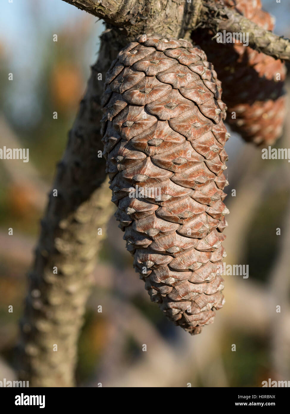 Conifer female cone hi-res stock photography and images - Alamy