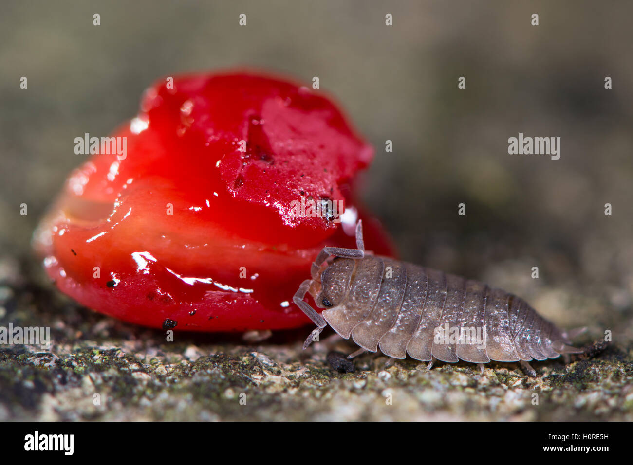 Rough woodlouse (Porcellio scaber) eating yew berry. Terrestrial ...