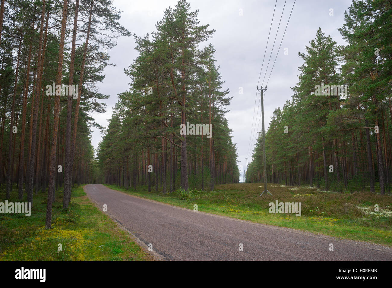 Turning road and power lines cut through wooded area Stock Photo - Alamy