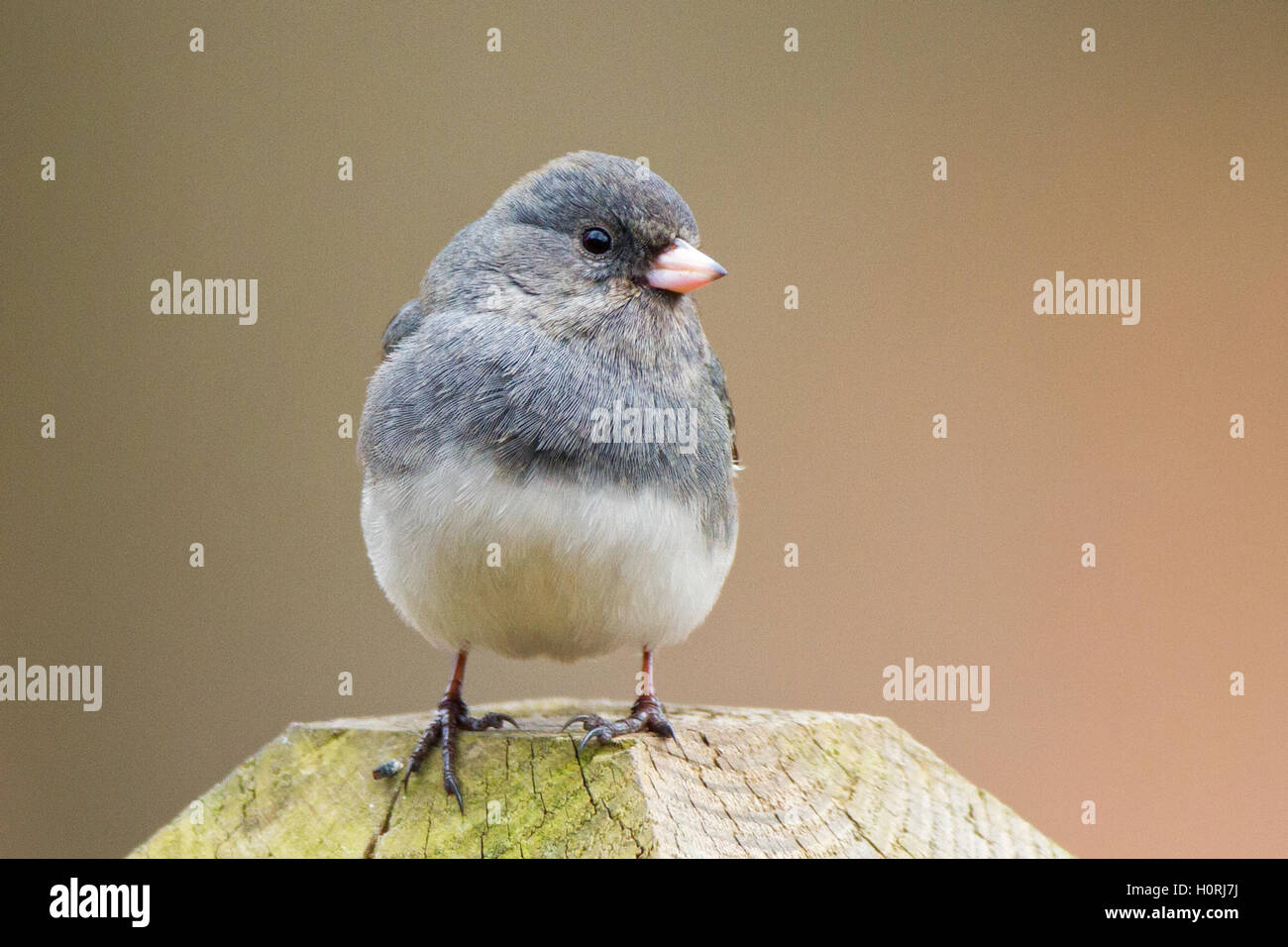 Glowing bird hi-res stock photography and images - Alamy