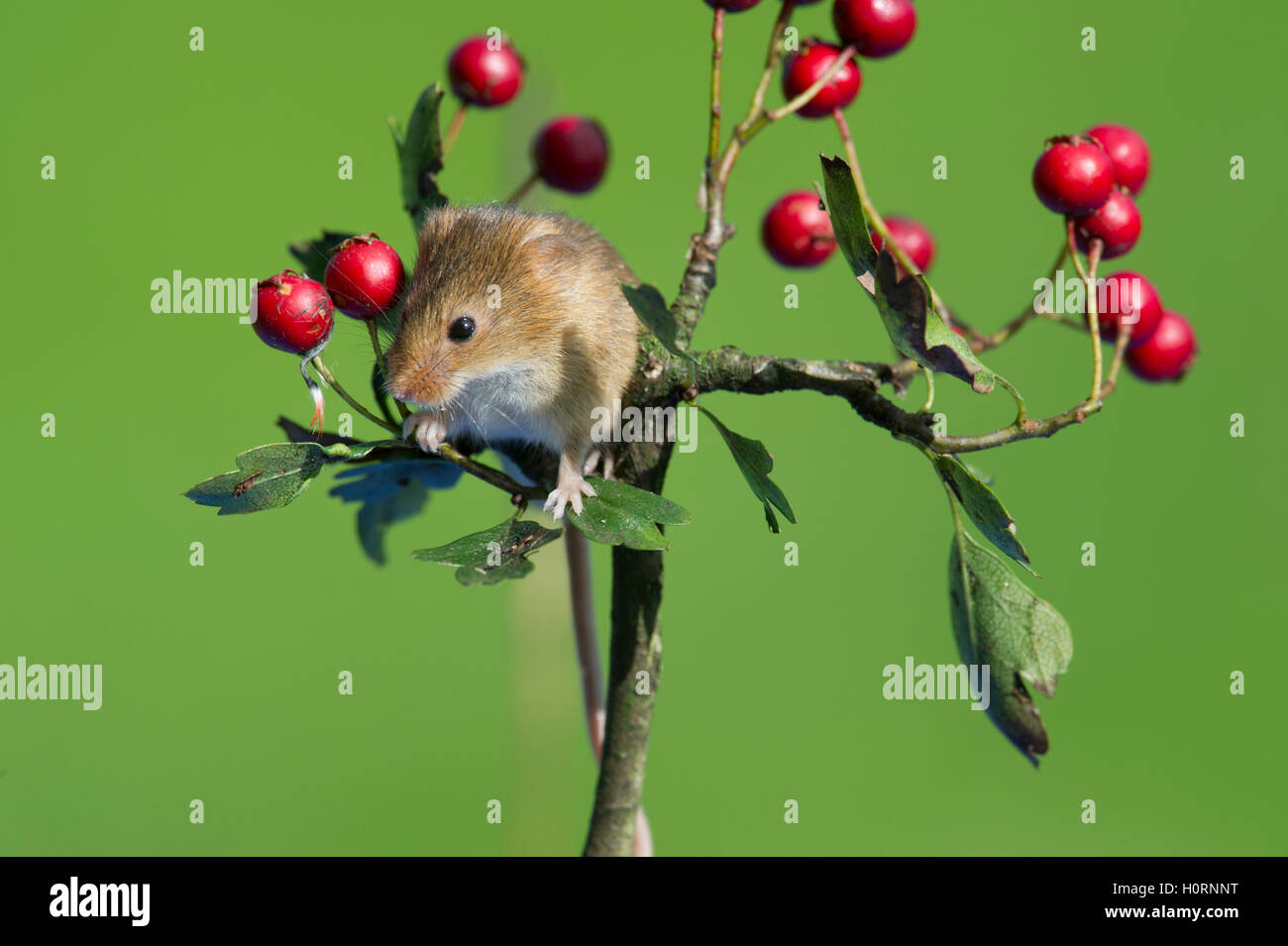 Harvest mouse (Micromys minutus) climbing Hawthorne bush with red ...