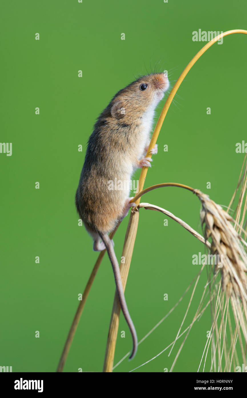 A Harvest Mouse (Micromys minutus) climbing a Barley stem Stock Photo ...