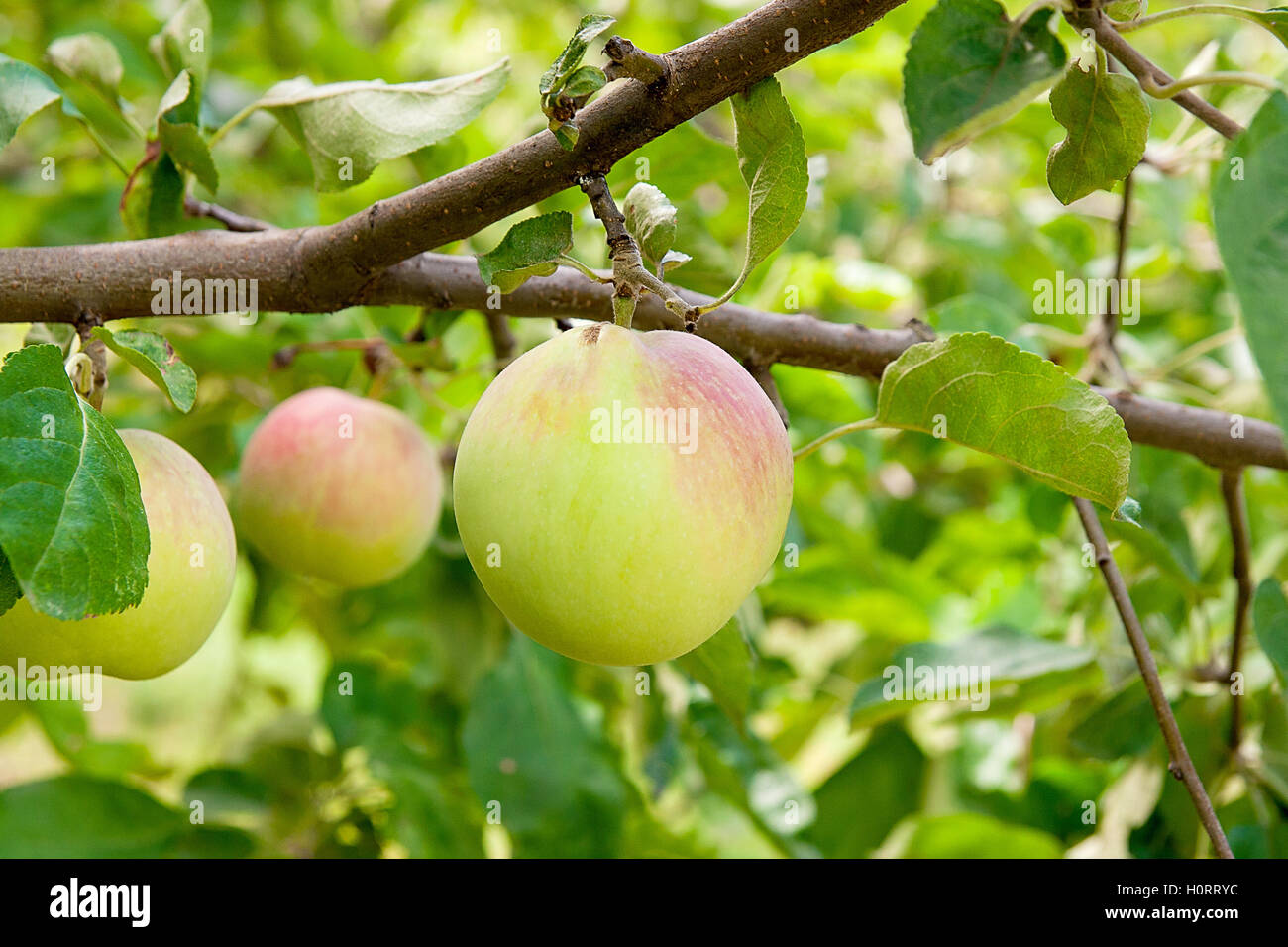 Close up of the tree branch with ripe organic apple on branch, fruit on ...