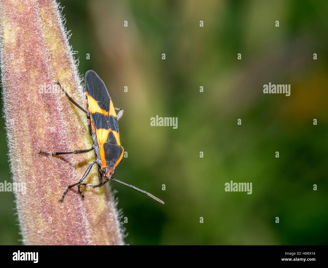 Lygaeidae Stock Photos & Lygaeidae Stock Images - Alamy