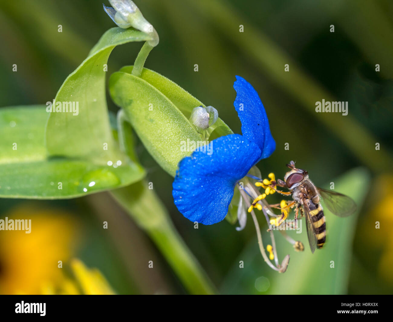 Syrphid flies hi-res stock photography and images - Alamy
