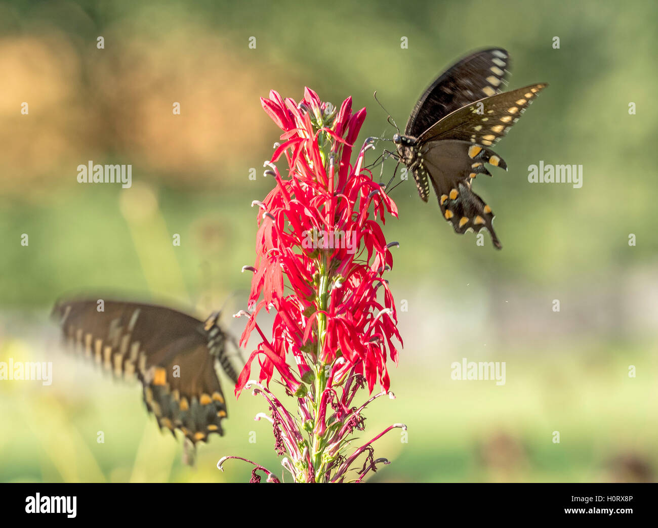 Eastern tiger swallowtail, Papilio glaucus is a species of swallowtail ...