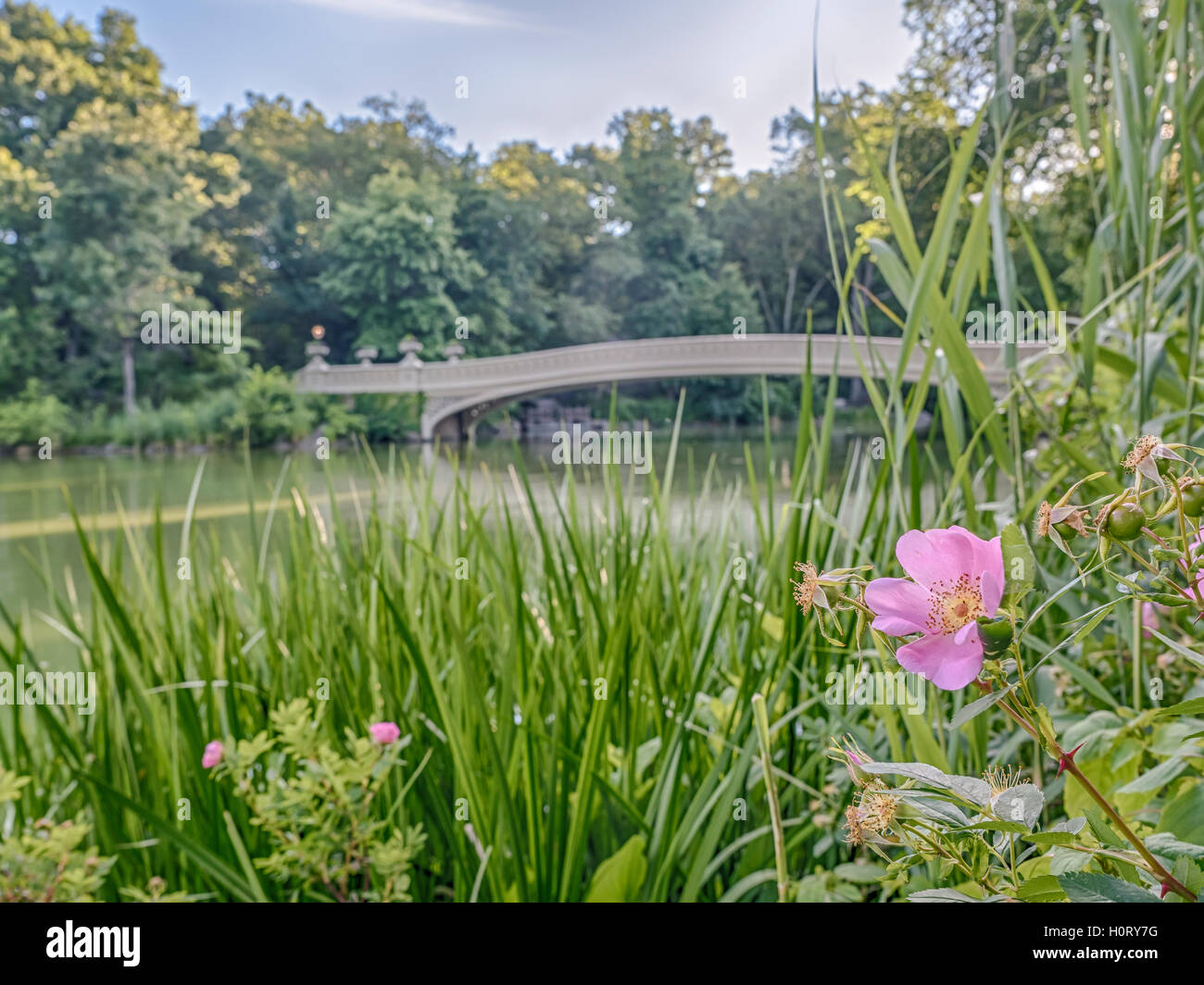 The Bow Bridge is a cast iron bridge located in Central Park, New York ...