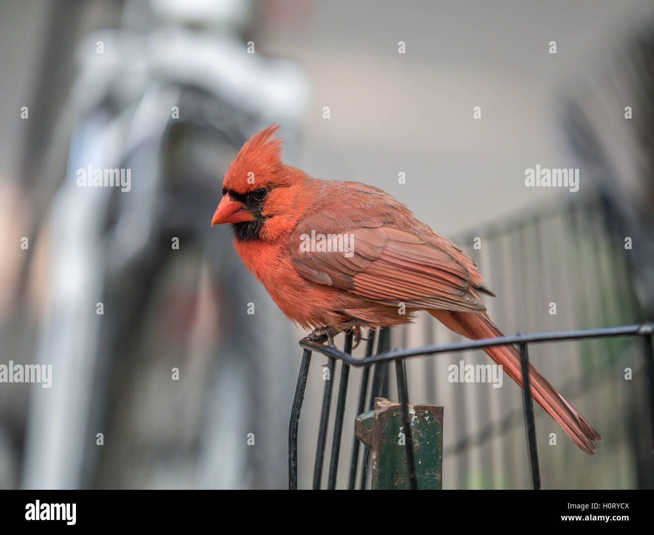 Northern cardinal ,Cardinalis cardinalis, is a North American bird in ...