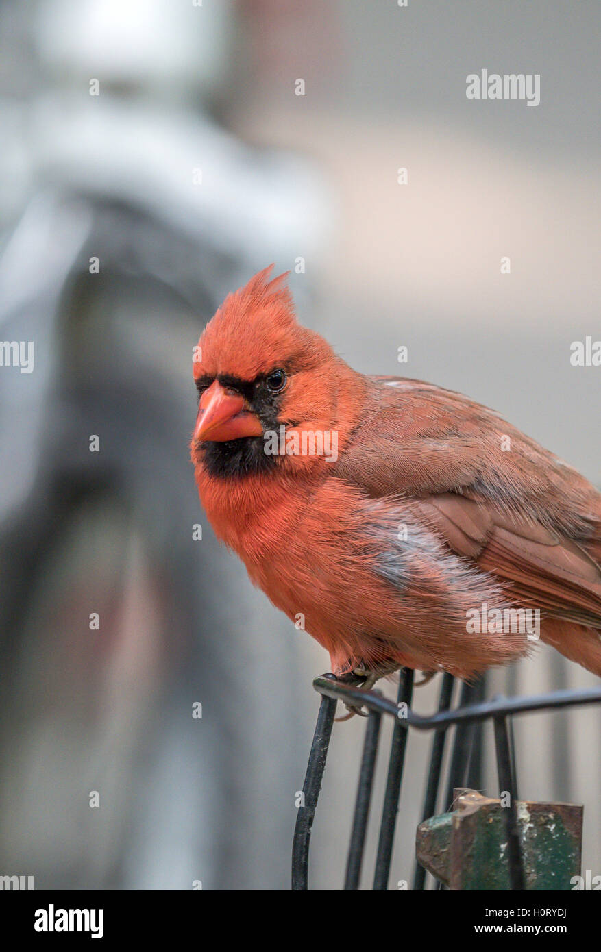 Northern cardinal ,Cardinalis cardinalis, is a North American bird in ...