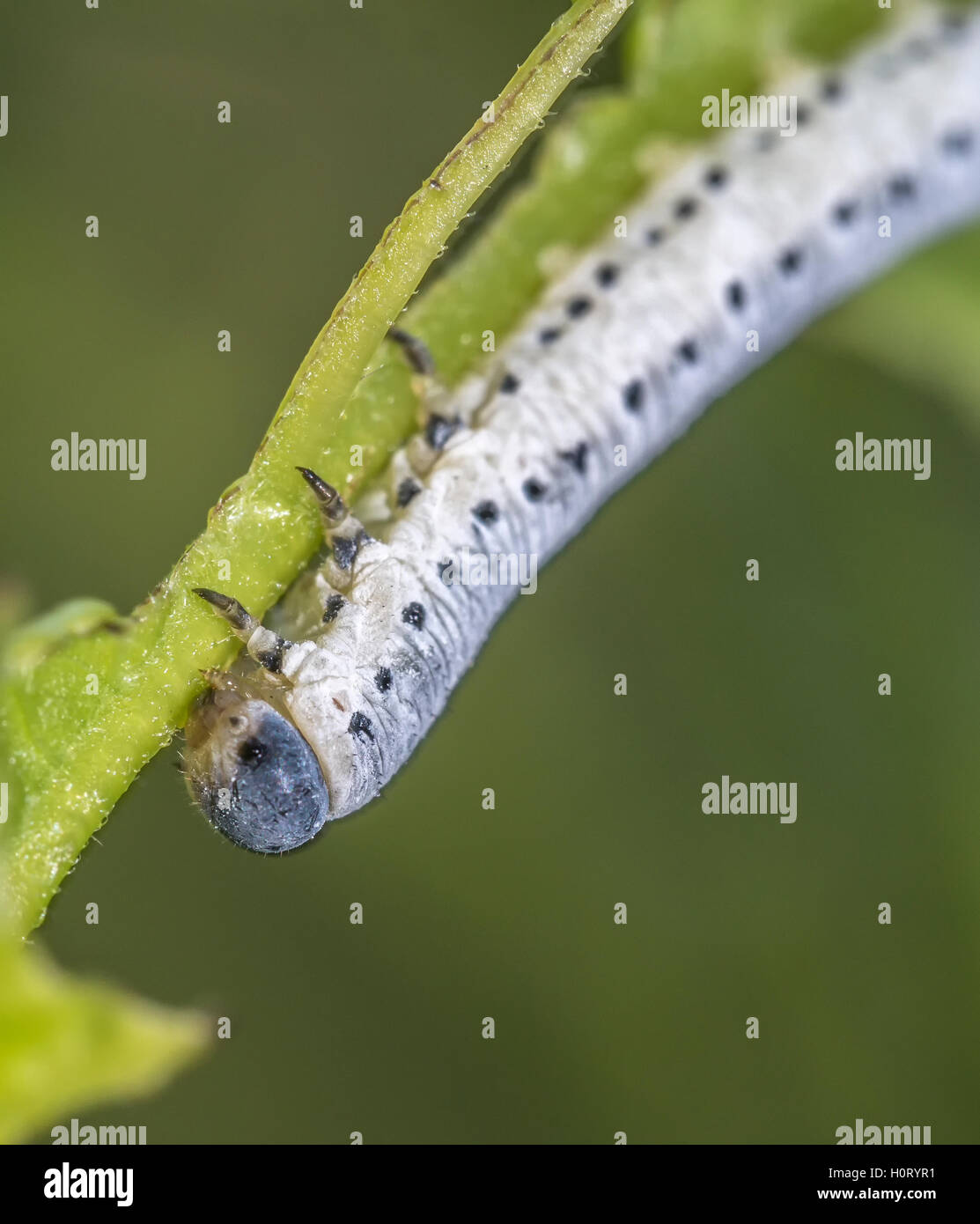 Caterpillar is the common name for the larvae of members of the order ...
