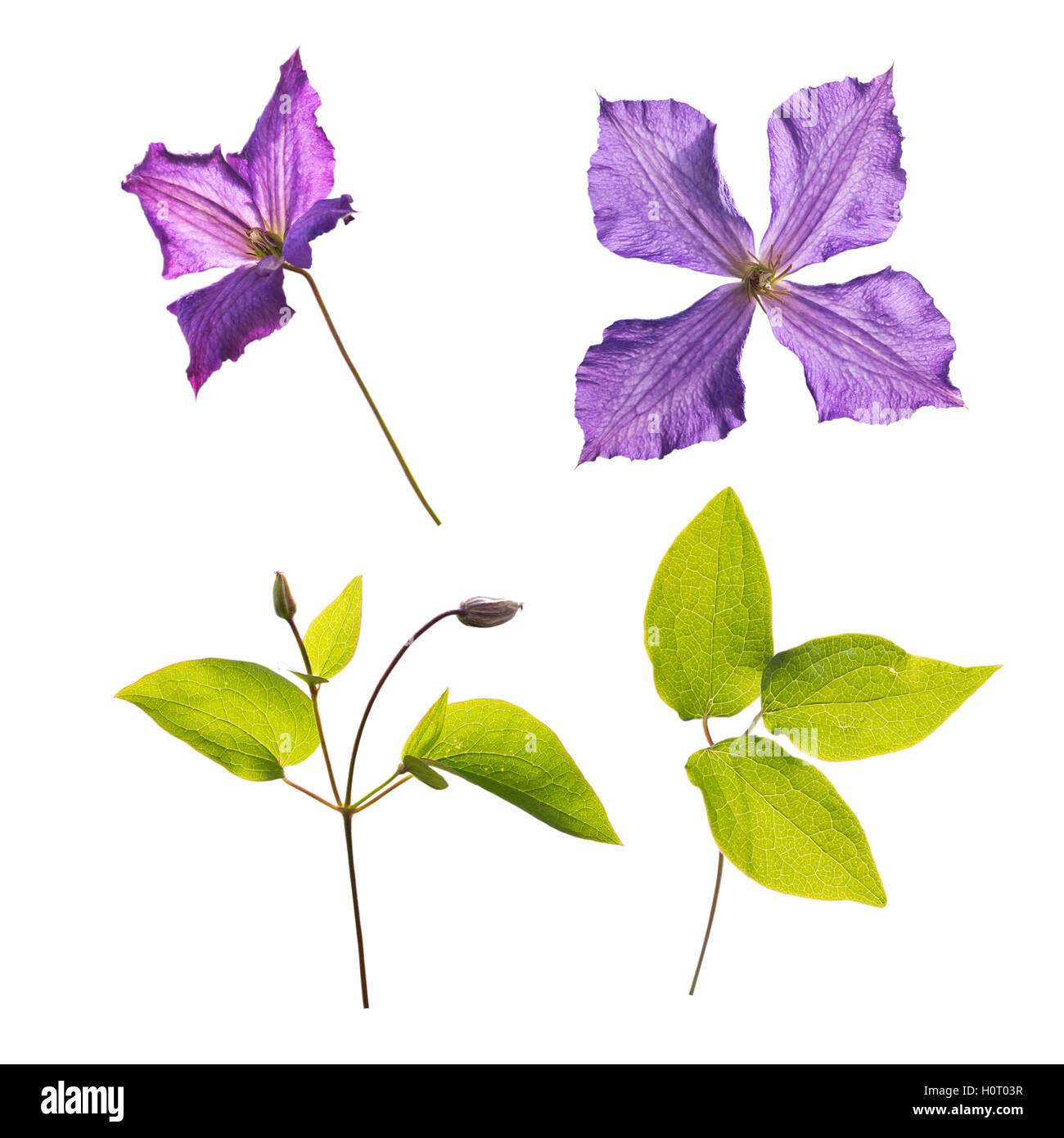 Clematis buds hi-res stock photography and images - Alamy