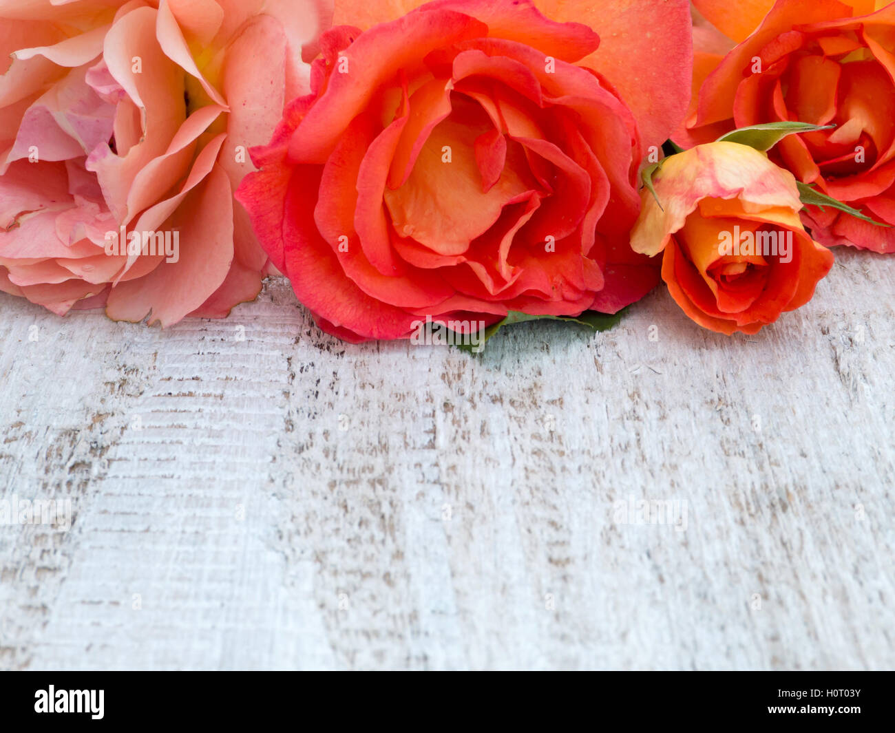 Painted plank roses hi-res stock photography and images - Alamy
