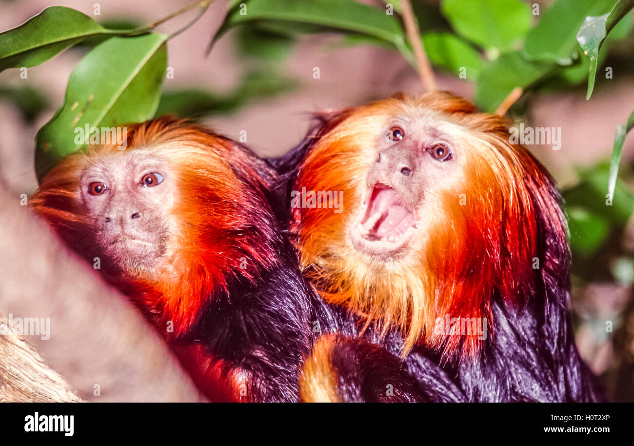 golden lion tamarin,Leontopithecus rosalia, also known as the golden ...