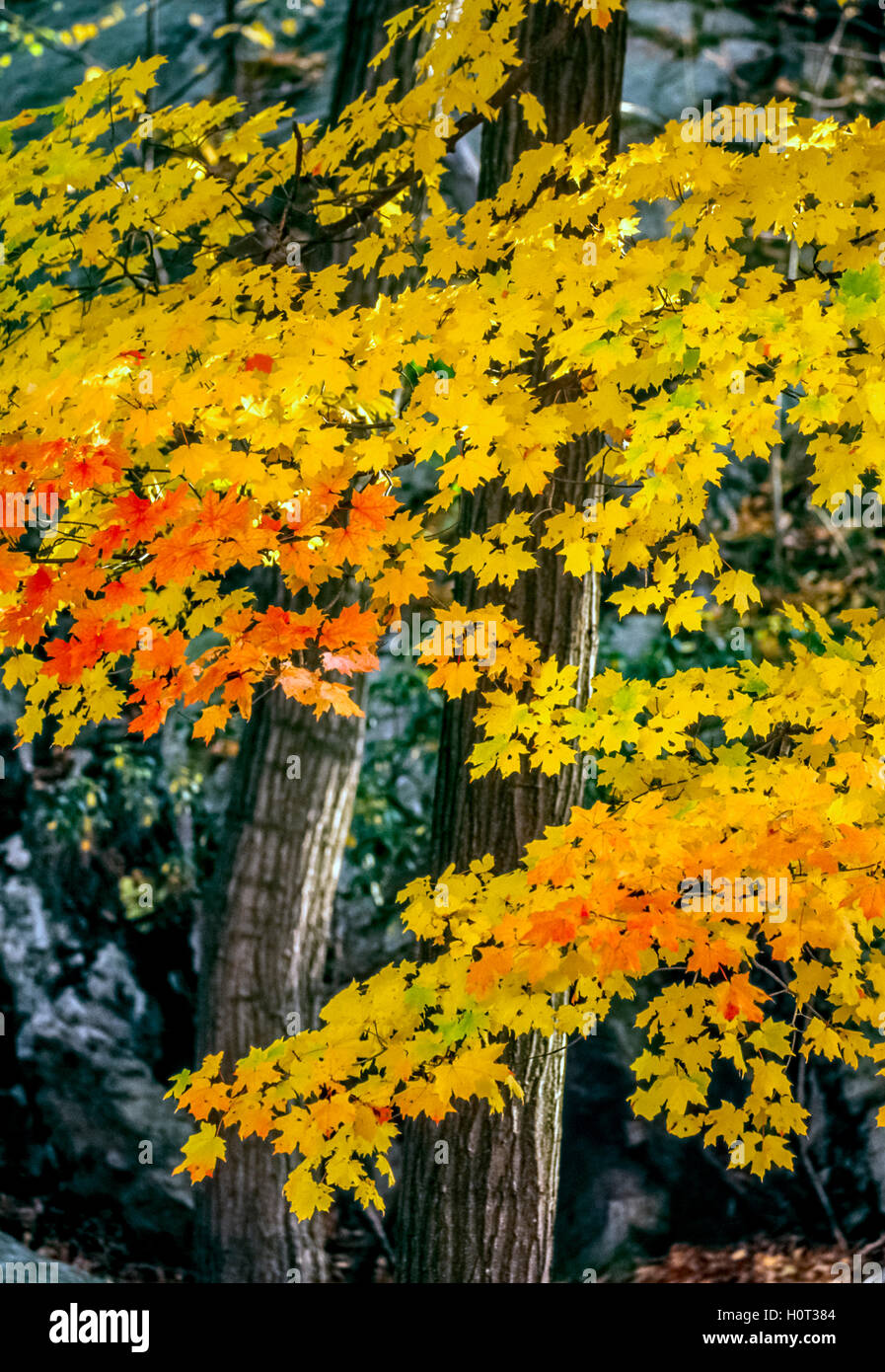 Autumn in the northeast usa hi-res stock photography and images - Alamy
