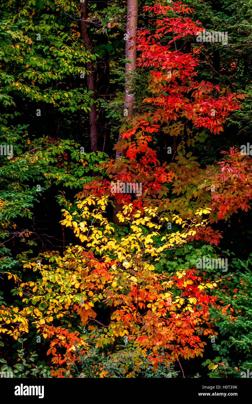 Autumn leaves in forest scene in Northeast USA Stock Photo - Alamy
