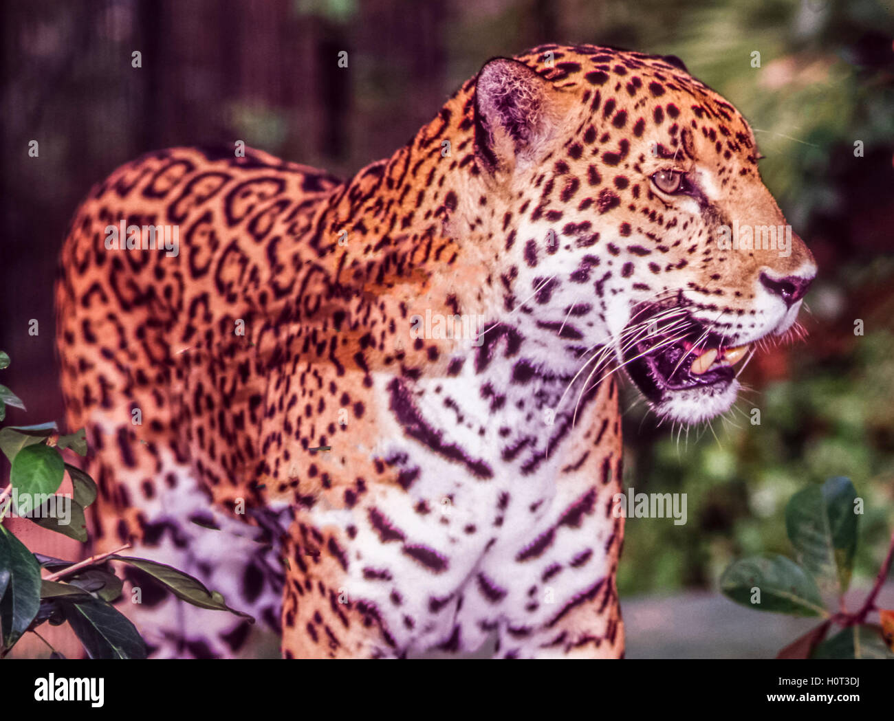 jaguar,Panthera onca is a big cat, a feline in the Panthera genus Stock ...