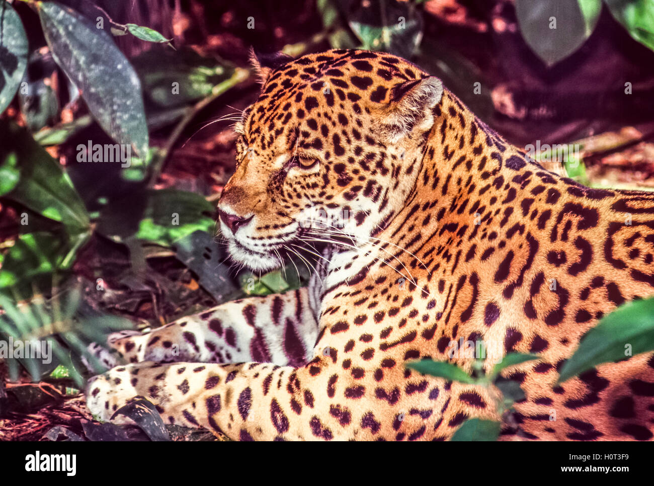 jaguar,Panthera onca is a big cat, a feline in the Panthera genus Stock ...