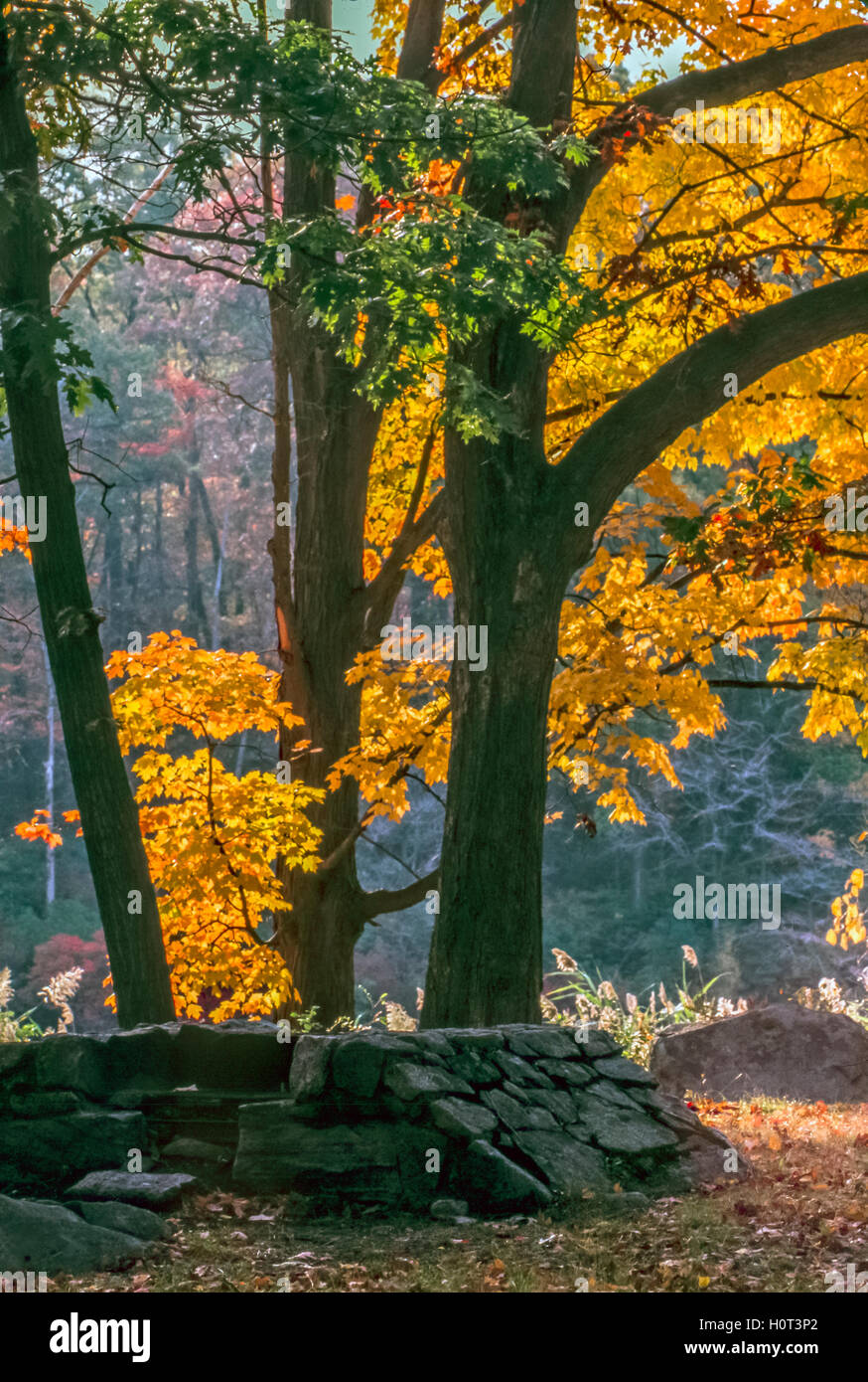Autumn in the forest, Northeast United States Stock Photo - Alamy