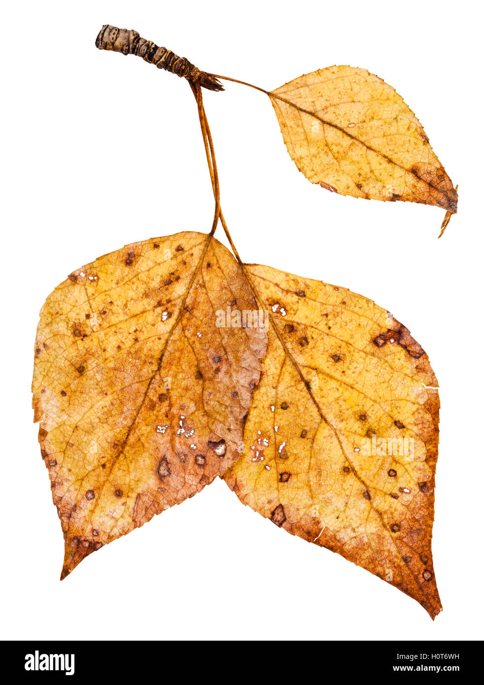 branch with yellow autumn leaves of poplar tree (populus nigra, black ...
