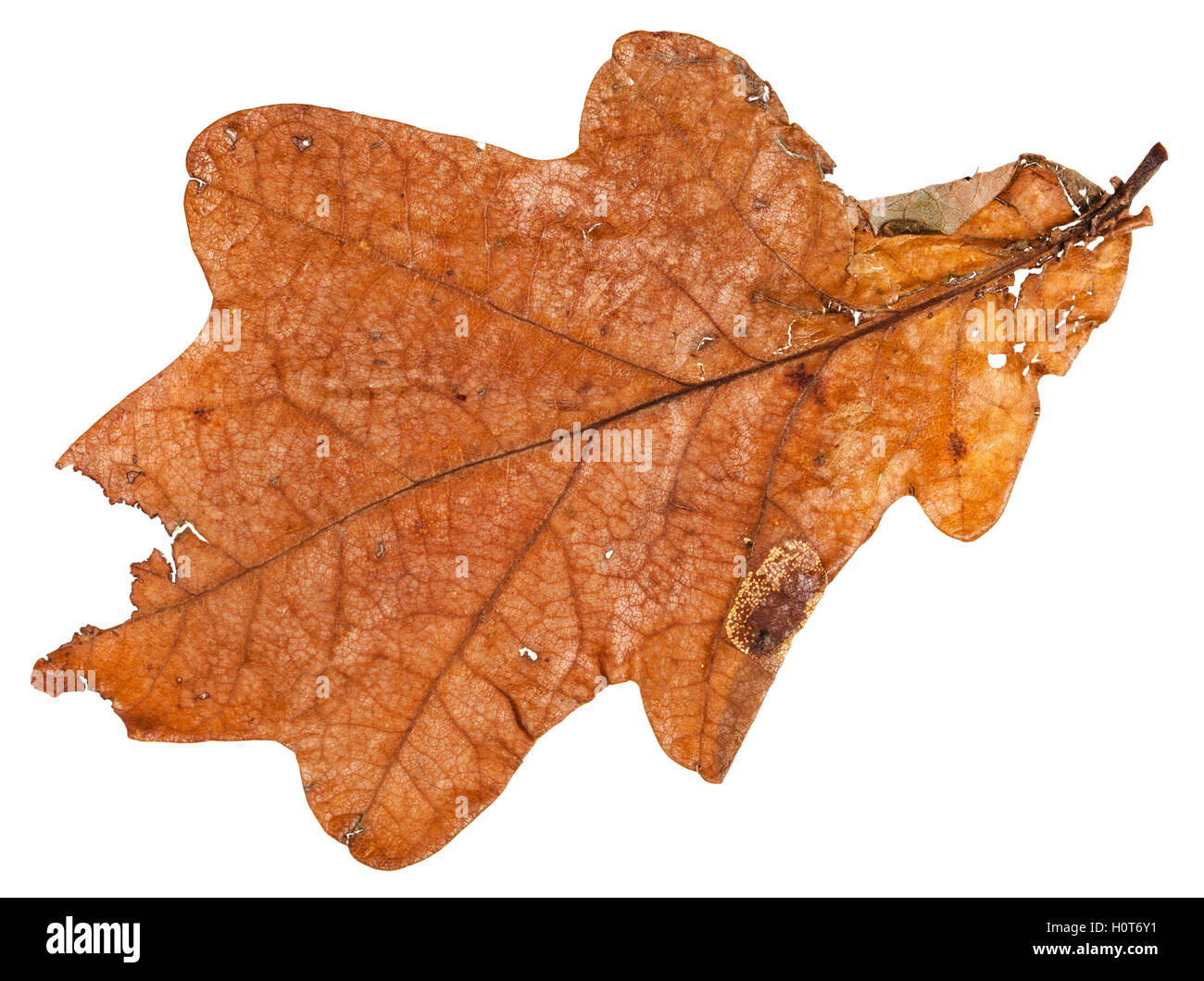 brown dried leaf of oak tree isolated on white background Stock Photo ...