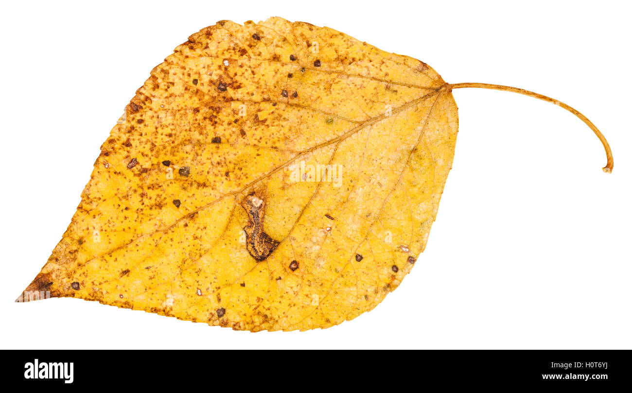 yellow fallen leaf of poplar tree (populus nigra, black poplar ...
