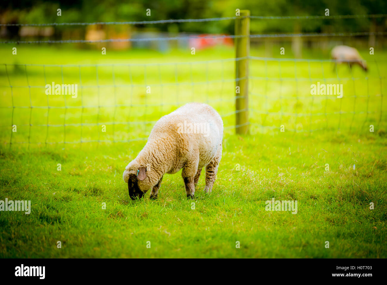 Sheep in a field Stock Photo - Alamy