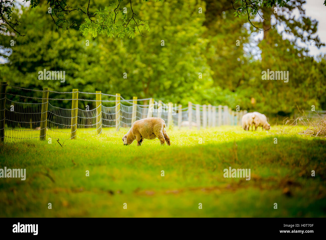 Sheep in a field Stock Photo - Alamy