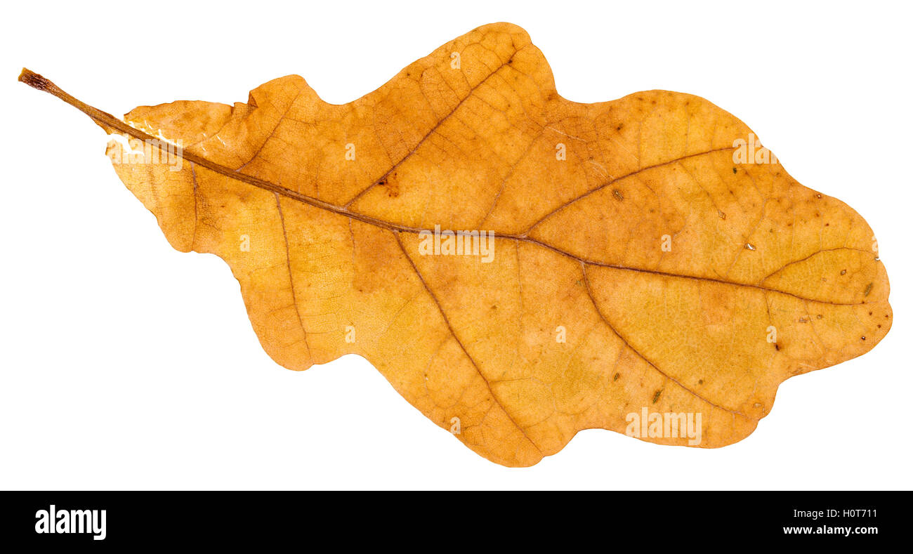 yellow fallen leaf of oak tree isolated on white background Stock Photo ...