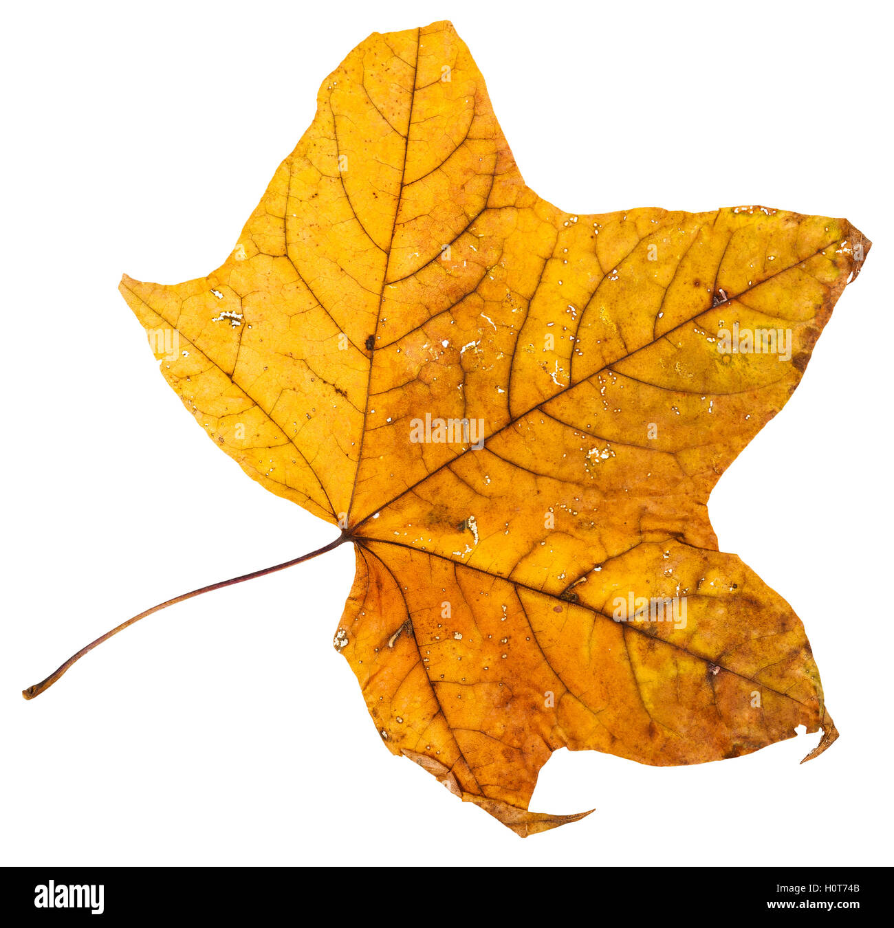yellow dried leaf of maple tree (Acer platanoides, Norway maple ...